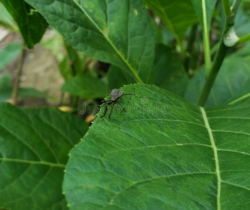 Baby Insects Sitting on the Leaves of Shrubs Stock Image - Image of ...