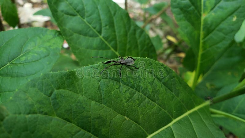 Baby Insects Sitting on the Leaves of Shrubs Stock Photo - Image of ...