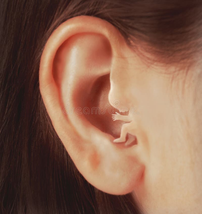 Baby inside an ear stock image. Image of creative, baby - 250442453