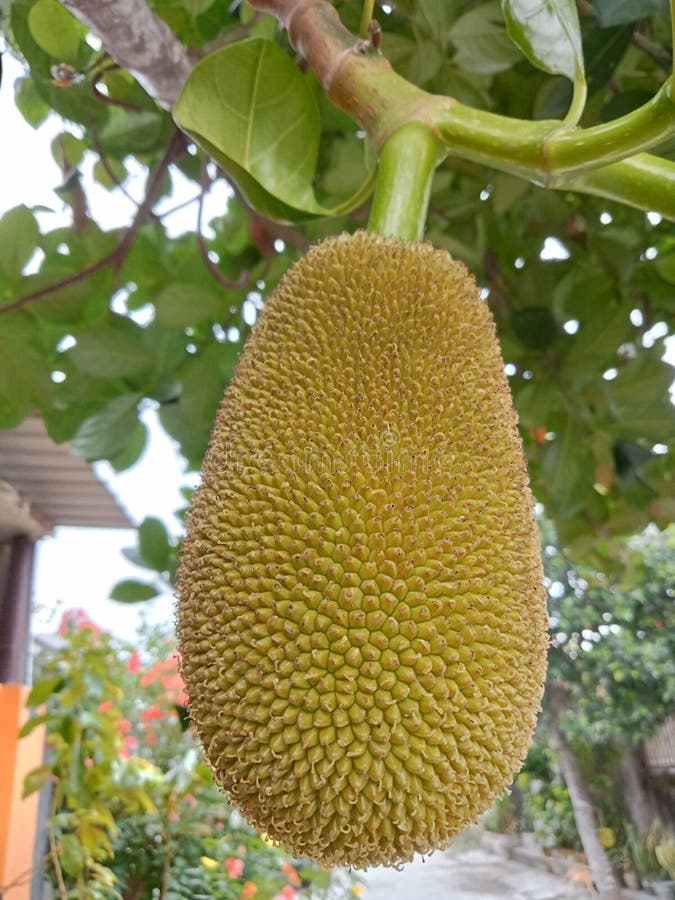 Baby Jack Fruit Tree, Has Growth Stock Image - Image of yellow, fruit ...