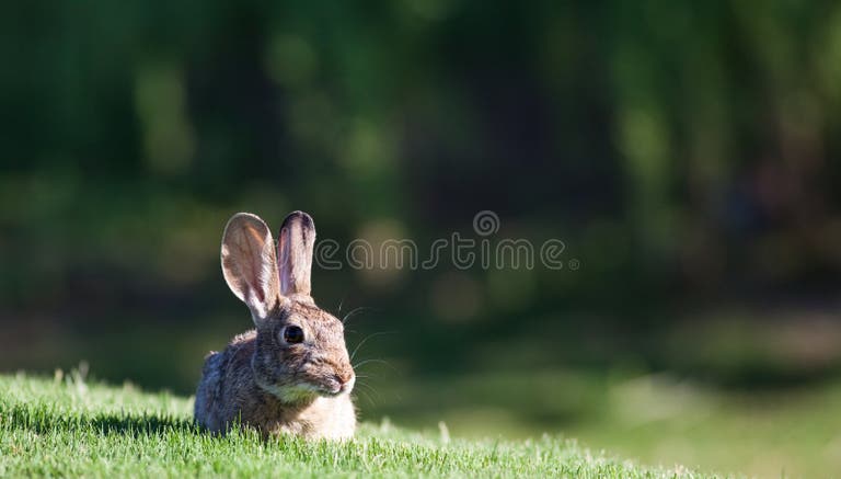 Baby Jack Rabbit stock photo. Image of rabbit, wildlife - 15202450