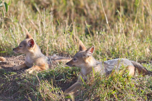 Baby Jackals profile stock photo. Image of kenya, continent - 16286988