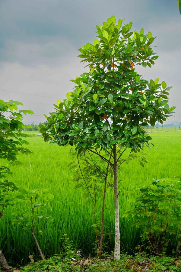 Baby jackfriut tree stock photo. Image of jungle, leaf - 352139014