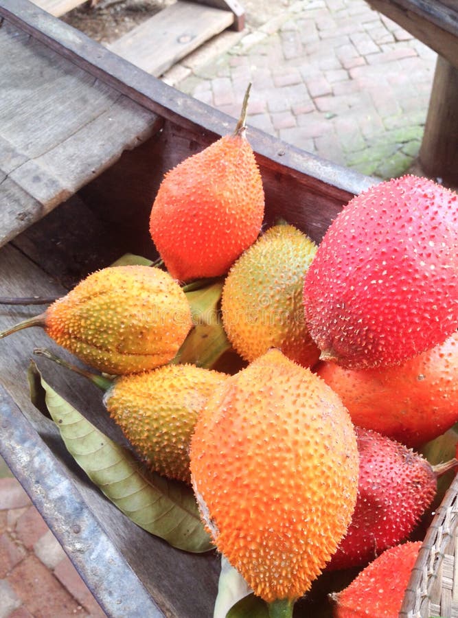 Baby Jackfruit or Sweet Gourd Stock Photo - Image of fresh, garden ...