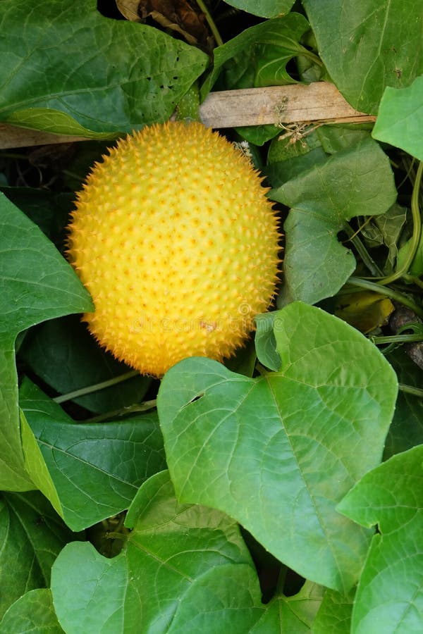 Baby jackfruit tree gac stock photo. Image of branch - 73789002