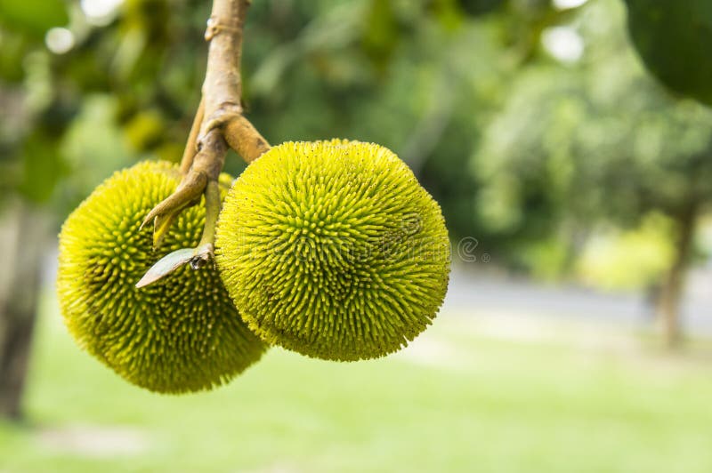 Baby Jackfruit Tree Plant Concept Stock Photo - Image of taste, aroma ...