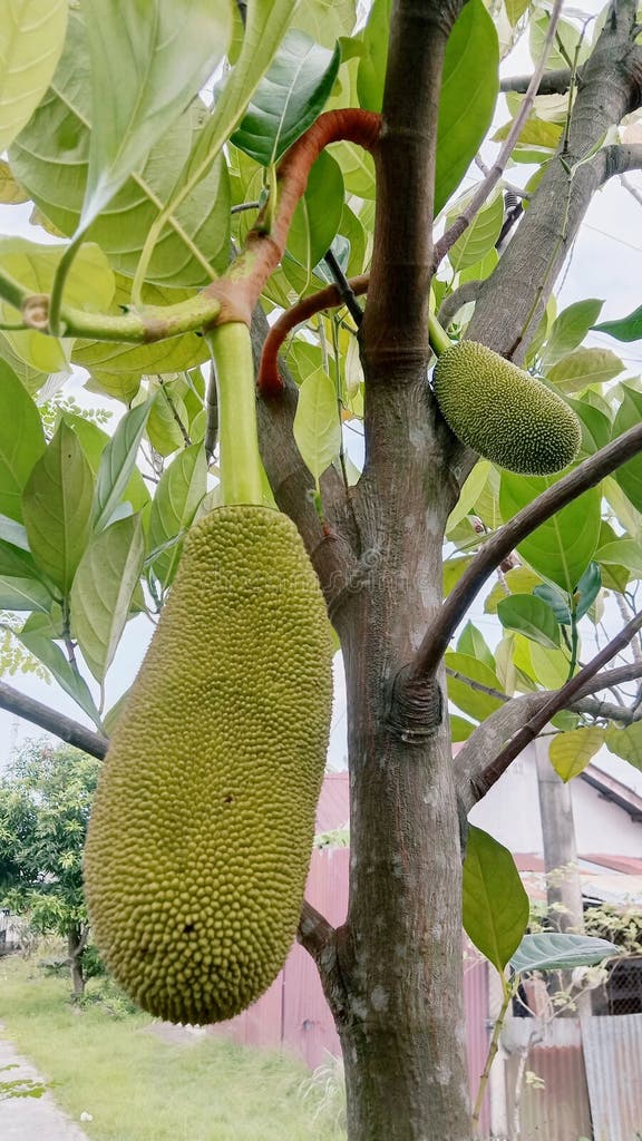 Baby Jackfruit Waiting for the Process of Growth and Development To Be ...
