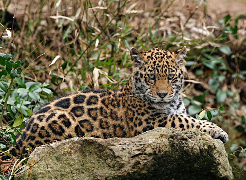 Baby Jaguar stock photo. Image of jungle, spots, africa - 242257998