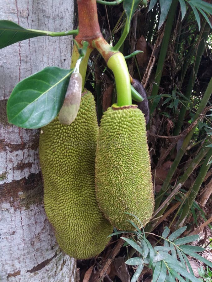 Baby Jak Fruit Black Curry Good with Boilled Rice Stock Image - Image ...
