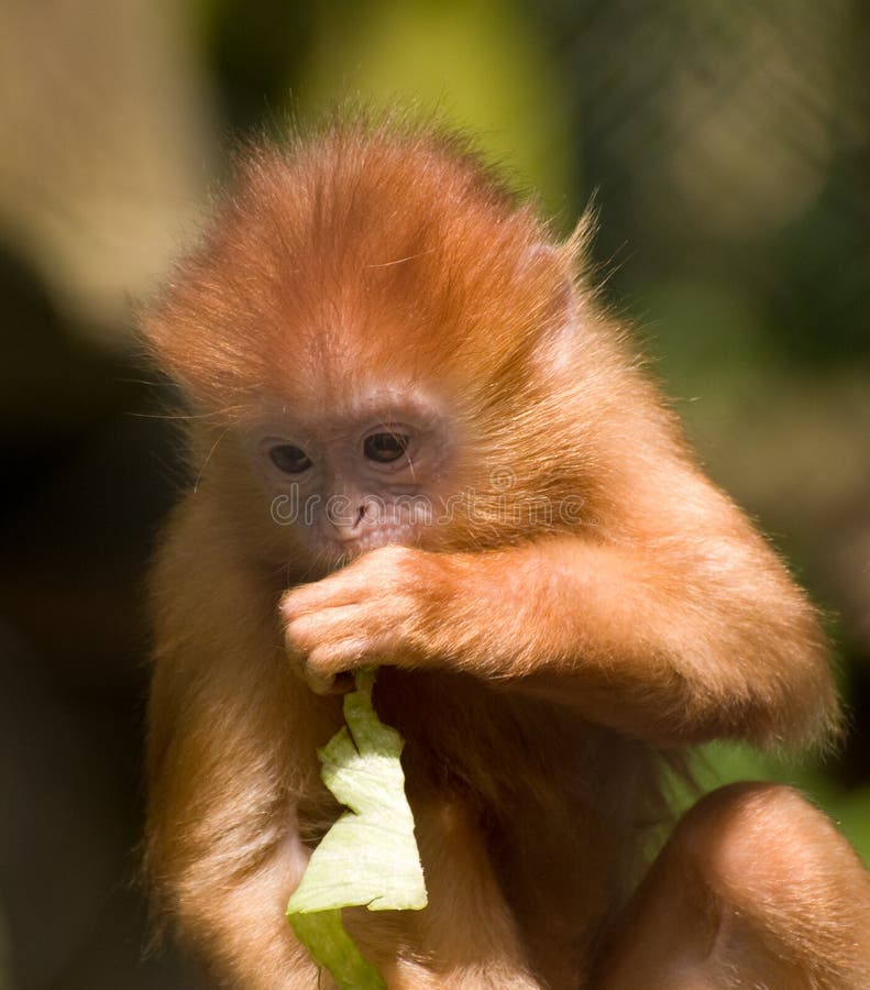 Baby Javan Langur Monkey Stock Photography - Image: 14201822