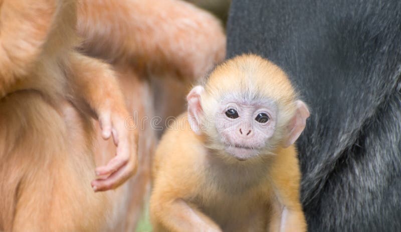 Baby Javan Langur Monkey stock image. Image of park, wildlife - 14201835