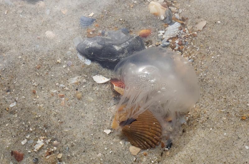 Baby Jellyfish stock image. Image of baby, fish, jelly - 49358039