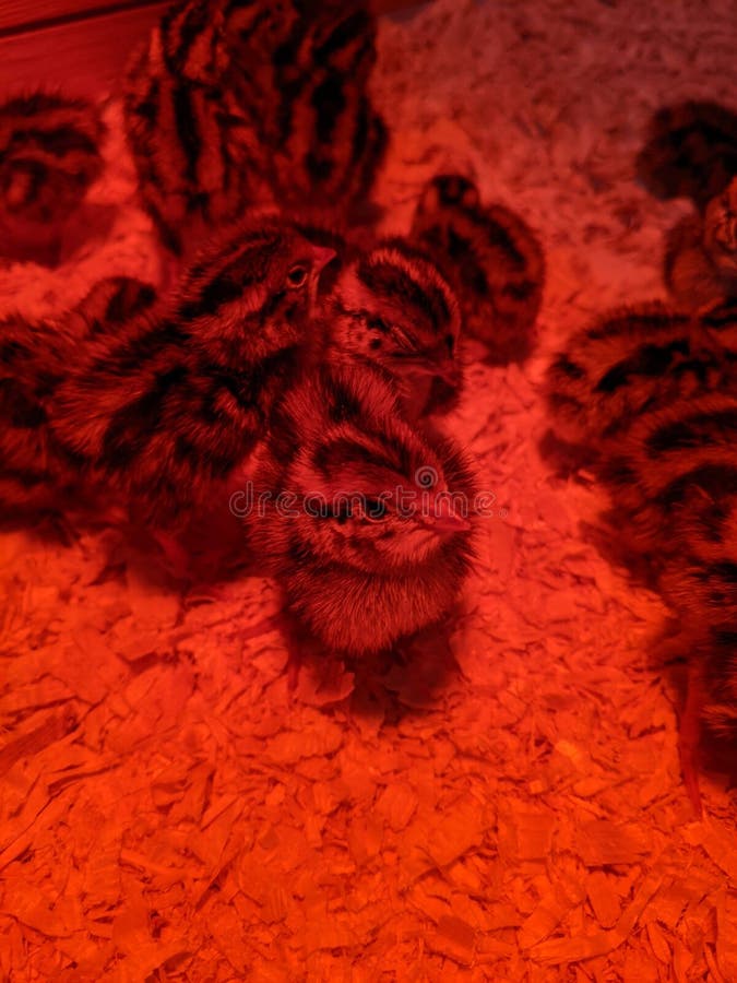 Baby Jumbo Coturnix Quails in a Brooder Together Stock Image - Image of ...