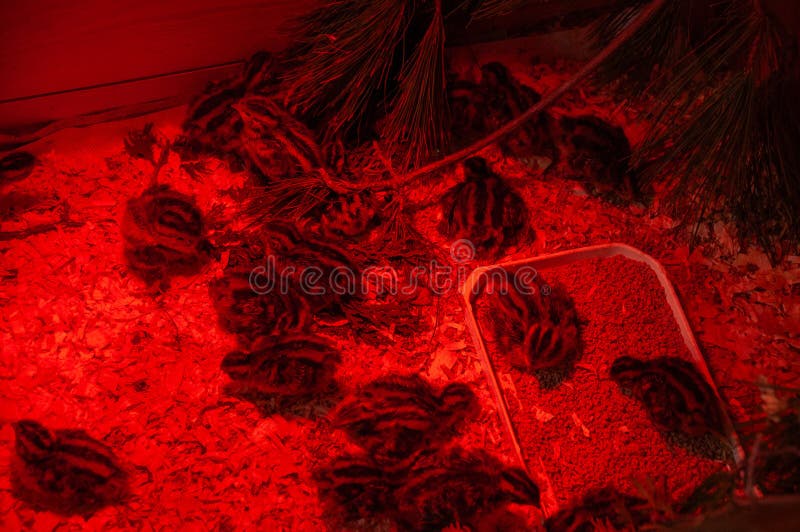 Baby Jumbo Coturnix Quails in a Brooder Together Stock Photo - Image of ...