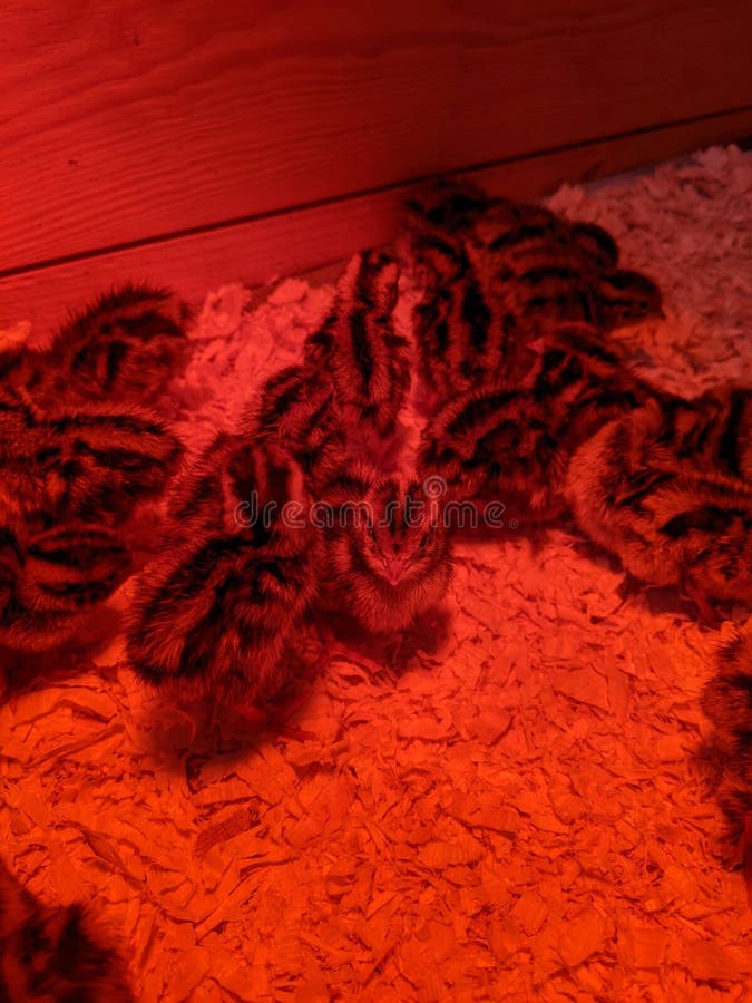 Baby Jumbo Coturnix Quails in a Brooder Together Stock Photo - Image of ...