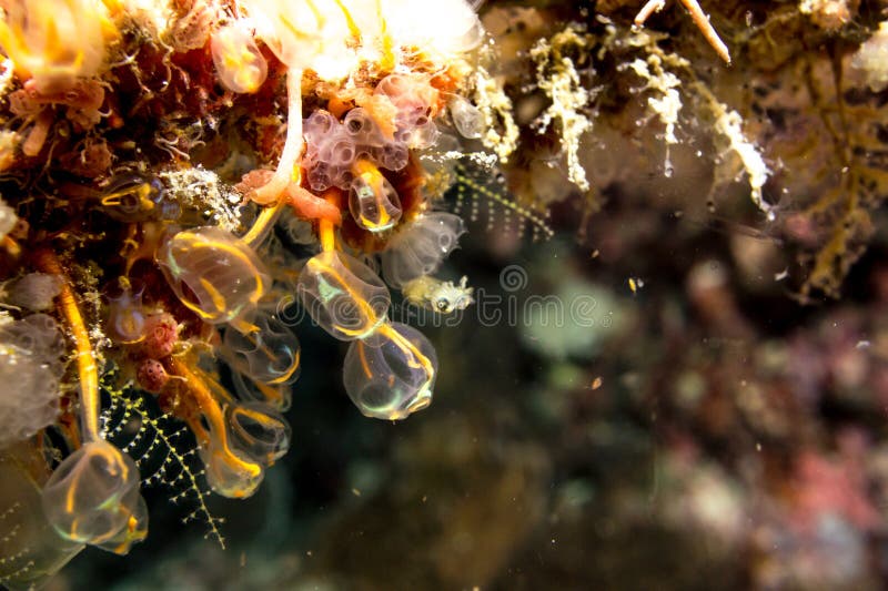 Baby-Kalmar stockbild. Bild von schätzchen, kalmar, sommer - 52452409