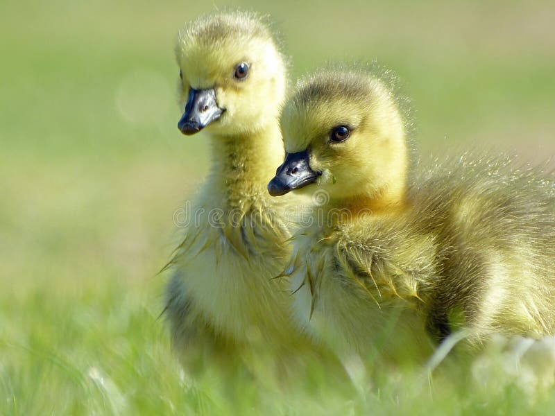 Baby-Kanada-Gans Hatchlings, Georgia, USA Stockfoto - Bild von blau ...
