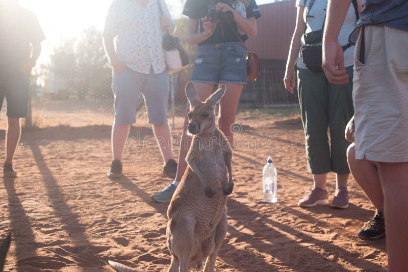 109 Circle Kangaroo Stock Photos - Free & Royalty-Free Stock Photos ...