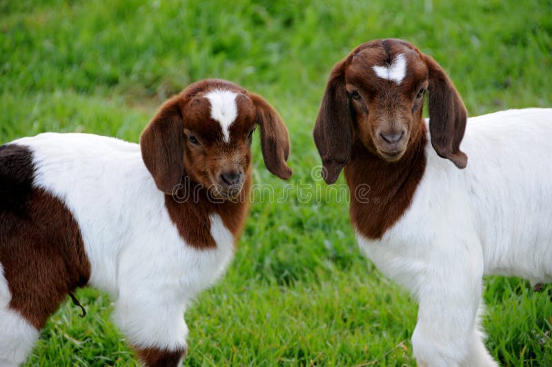 Baby Kid Goats stock image. Image of closeup, farm, expression - 24285809