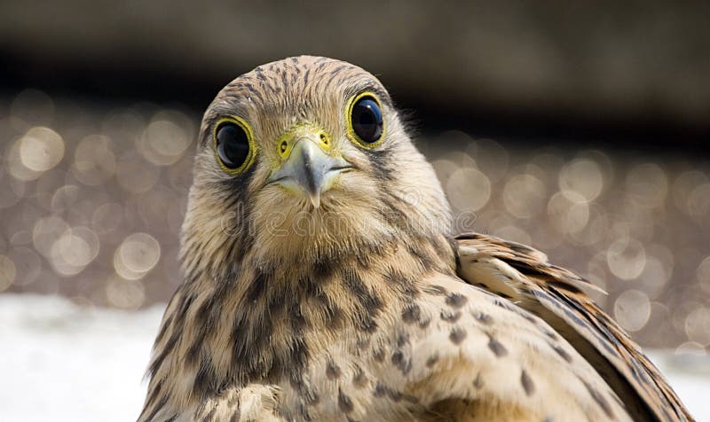 Baby kite stock photo. Image of looking, feather, beauty - 4563512