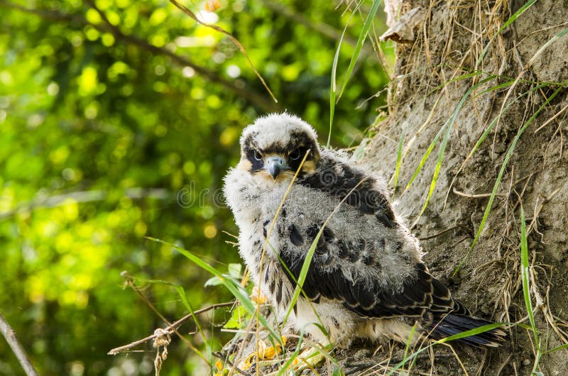 1,007 Baby Hawk Photos - Free & Royalty-Free Stock Photos from Dreamstime