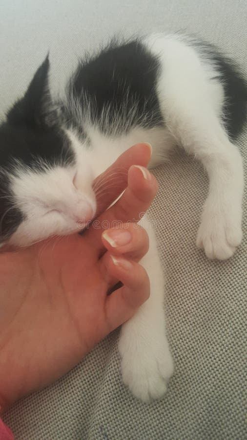 Baby kitten stock image. Image of white, hand, animal - 130977799