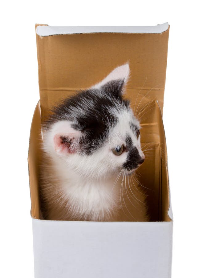 Baby kitten in box stock image. Image of whisker, gift - 8205977