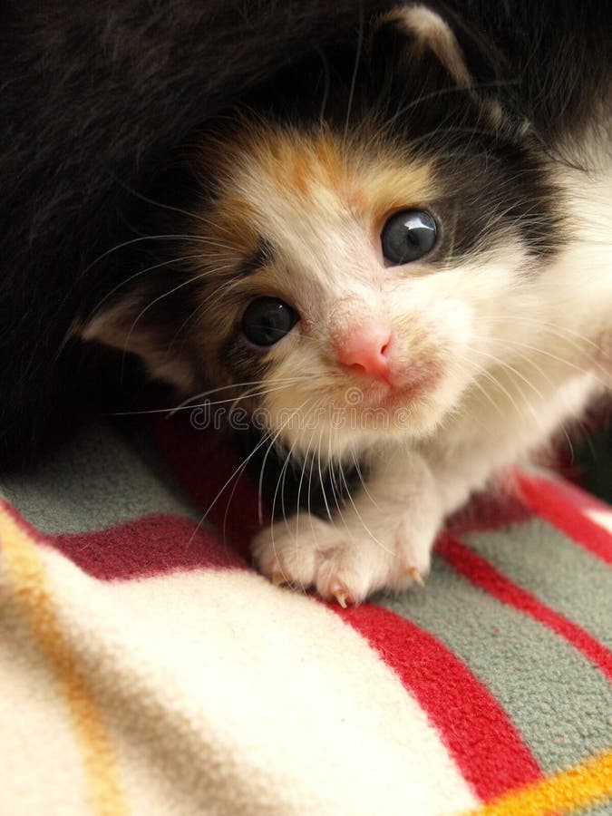 Baby Kitten stock photo. Image of whiskers, calico, feline - 92978316