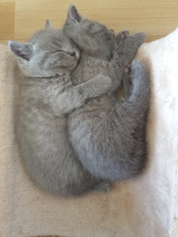 Two little baby cats stock photo. Image of little, kittens - 101034842