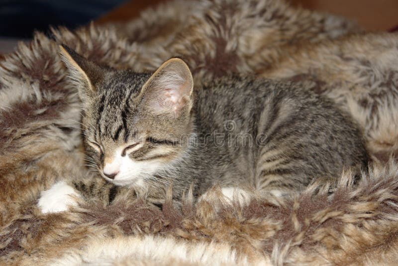 Baby Kitty Picture. Image: 3040328