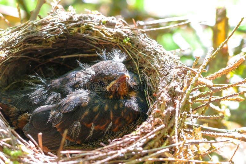 Baby-kleine Amsel in Einem Nest Stockbild - Bild von feder, ziele: 93443417