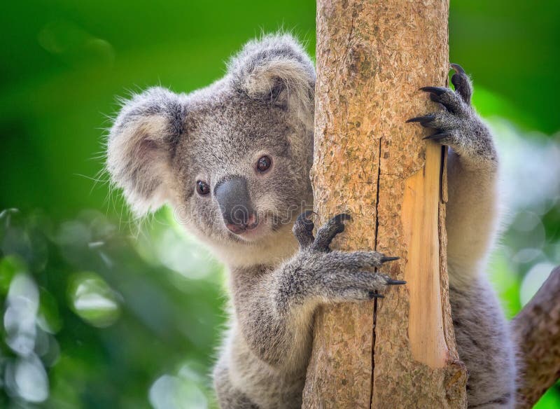 Baby Koala stock photo. Image of australia, koala, native - 668068