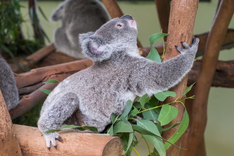 Baby koala climbing a tree stock image. Image of marsupial - 49655521