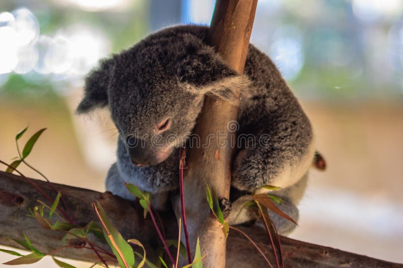 A Baby Koala is Sleeping on a Tree Branch Stock Photo - Image of cuddly ...