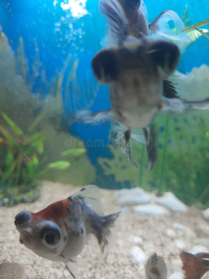 Baby koi fish on aquarium stock photo. Image of fish - 261442556