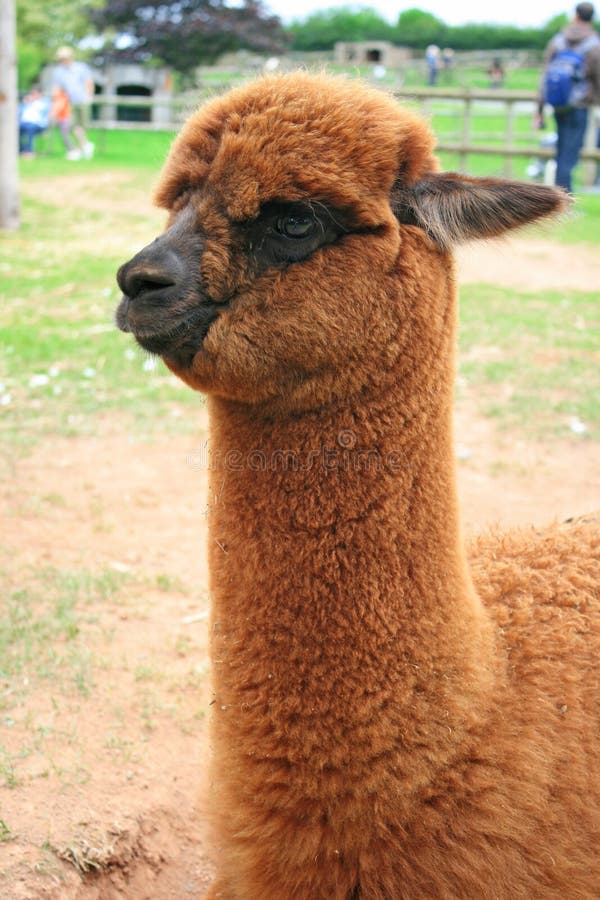 Baby of lama stock photo. Image of cute, mammal, grass - 20972934