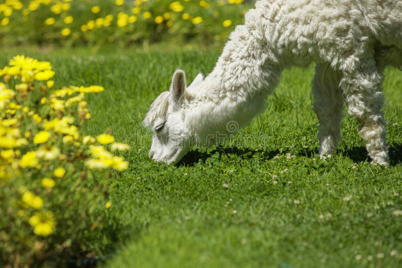 Baby Lama Feeding on Grass Surrounded with Yellow Flowers Stock Image ...