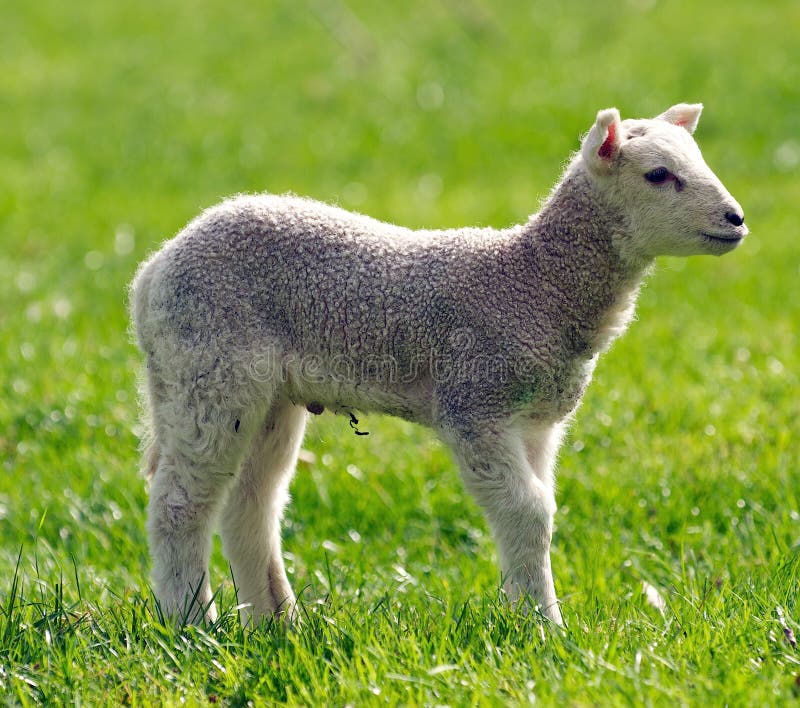 Baby Lamb stock photo. Image of sheep, peaceful, farmland - 24205978