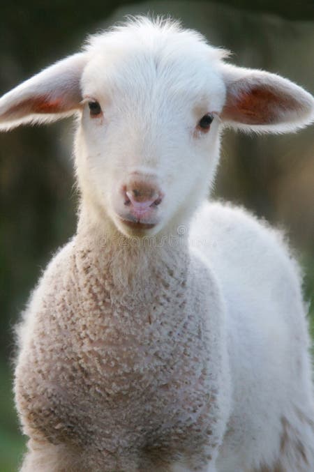 A baby lamb stock photo. Image of portrait, meadow, food - 5417104
