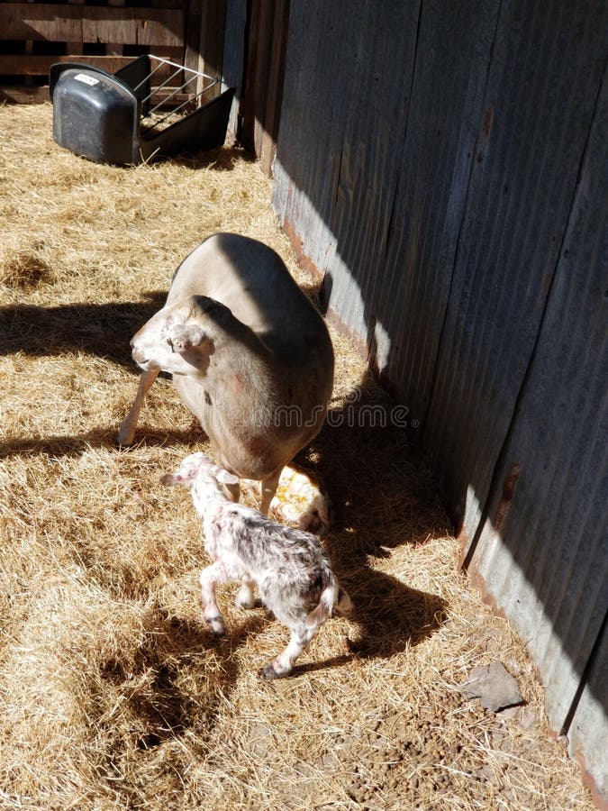 Farm Animals Ranch Pigs Animal Stock Photo - Image of animal, ranch ...