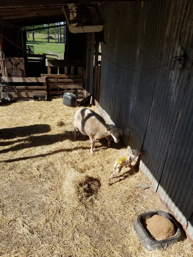 Baby Lamb Animals Farm Ranch Stock Image - Image of ranch, farm: 156684763