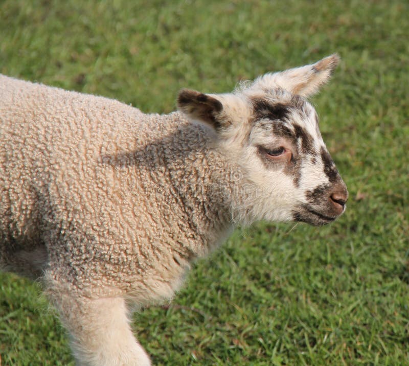 Baby Lamb. stock photo. Image of woollen, rural, spring - 39641212