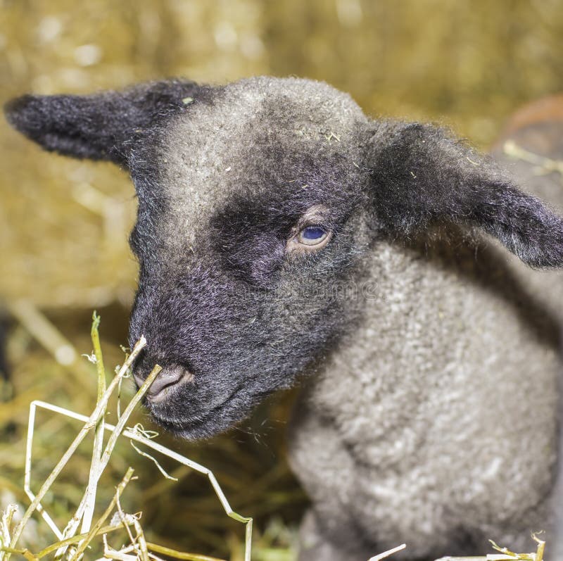 Baby Lamb in Pasture Alone stock image. Image of wisconsin - 146854717
