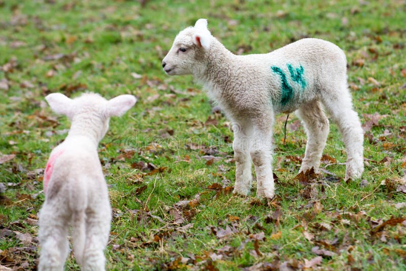 Baby Lamb in Field in Spring during Lambing Season Stock Image - Image ...
