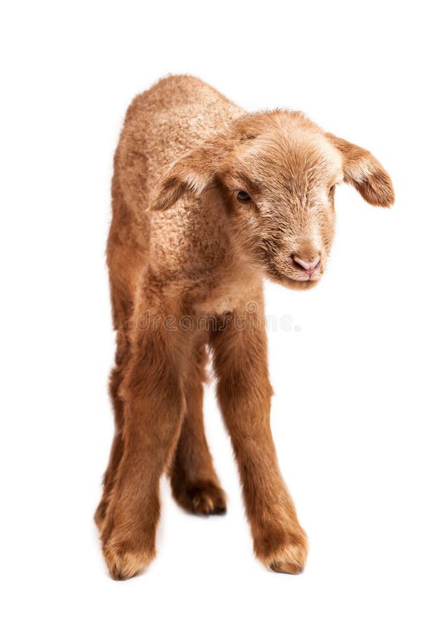 Baby Lamb Isolated on White Background Stock Photo - Image of baby ...