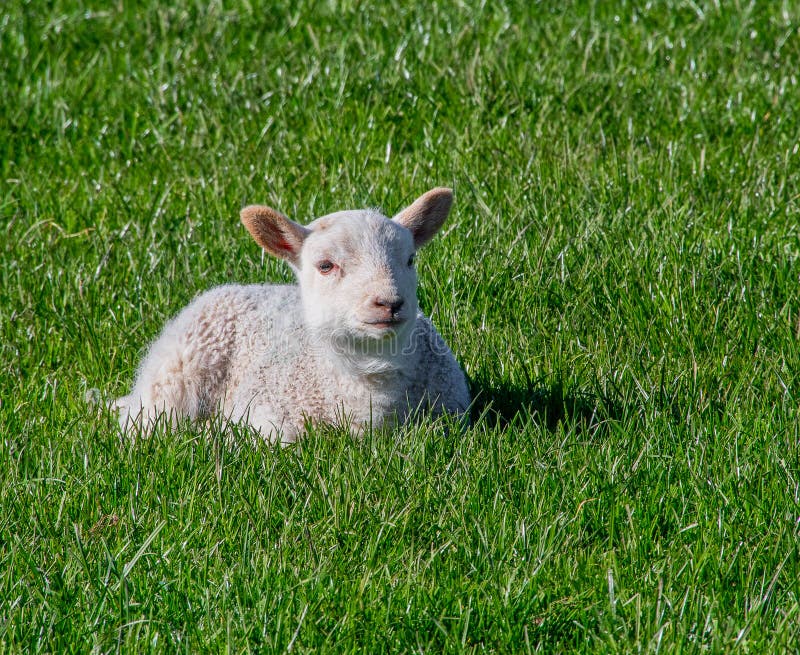 12,187 Baby Lamb Photos - Free & Royalty-Free Stock Photos from Dreamstime