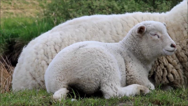 Baby Lamb Sucking on Milk from Its Mother Sheep. Stock Footage - Video ...