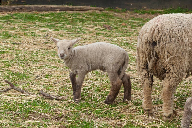 Baby Lamb stock image. Image of spring, daylight, newborn - 91287489
