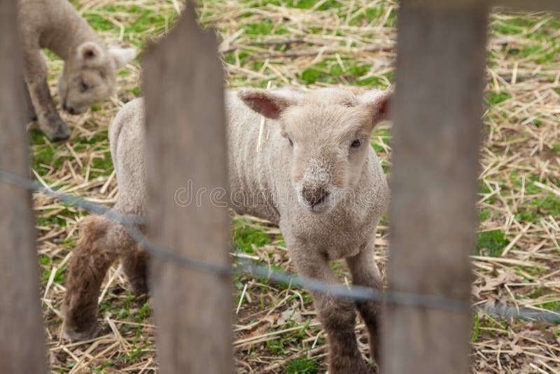 Baby Lamb stock photo. Image of mammal, livestock, spring - 91287510
