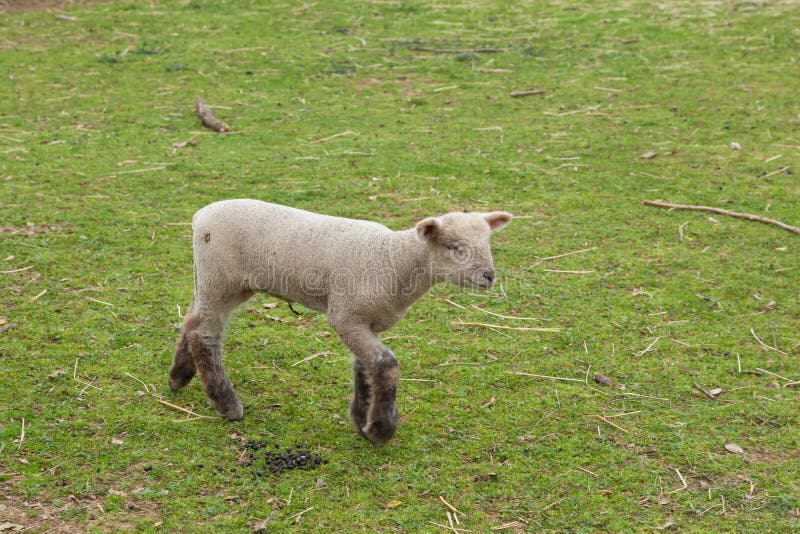 Baby Lamb stock photo. Image of rural, domestic, little - 91287640